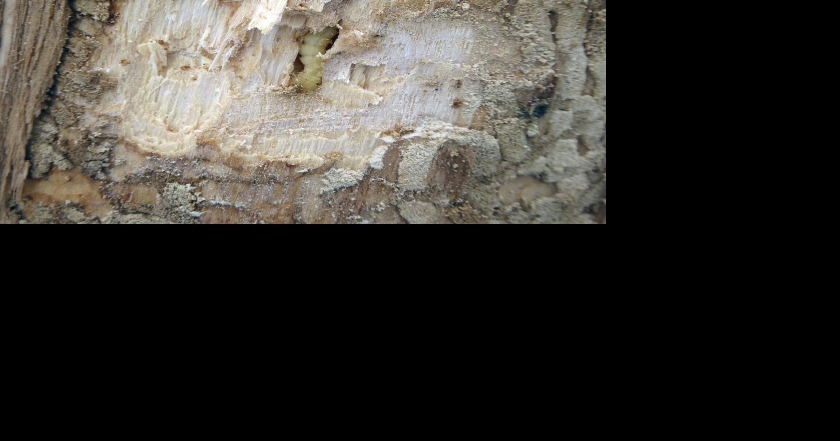 Top 10, No. 10: Emerald ash borer arrives in Red Wing | Local News ...
