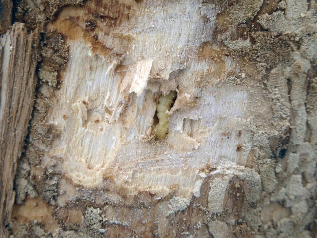 Top 10, No. 10: Emerald ash borer arrives in Red Wing | Local News ...