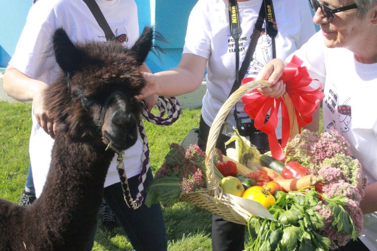 Llama lovin' | Things To Do | republicaneagle.com