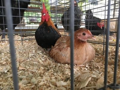 Red Wing survey about bees and chickens shows mixed opinions | Local ...