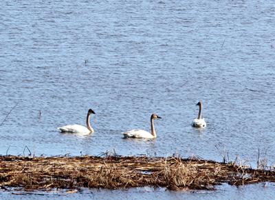 Sound the trumpets: rare swans spotted in Red Wing | Local News ...