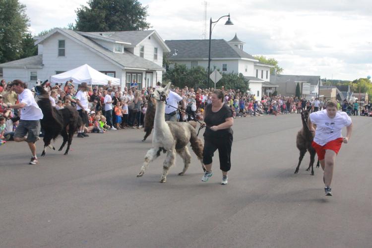 Llama lovin' | Things To Do | republicaneagle.com