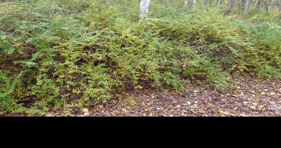 December Weed of the Month: Japanese barberry | Local News ...