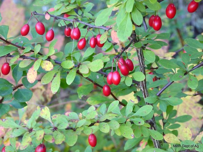 December Weed of the Month: Japanese barberry | Local News ...