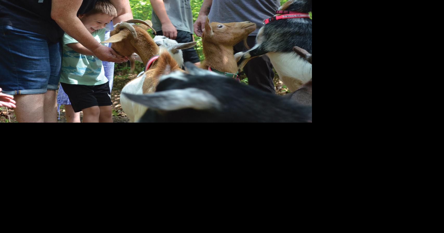 It's goat time: At Amazing Grace Farm, visitors can hike, snuggle with ...