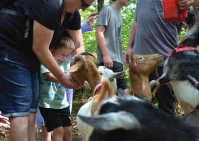 It's goat time: At Amazing Grace Farm, visitors can hike, snuggle with ...