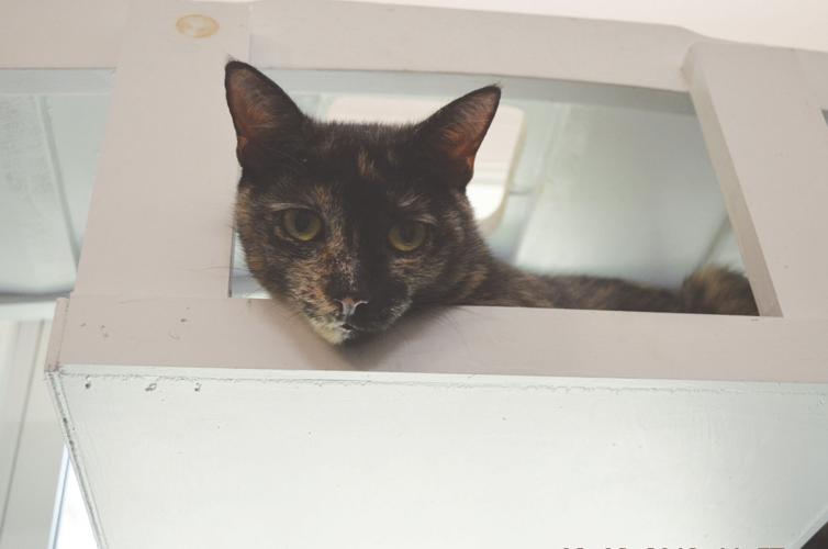 Animal Rescue RI celebrates 80 years of saving animals | Narragansett ...