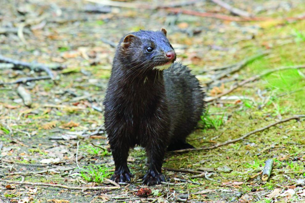 American Mink sighting at Trustom Pond Nature Preserve | Arts ...