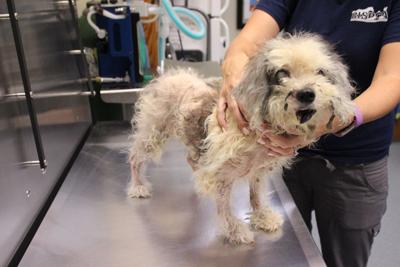 RISPCA offers $2,500 for info on neglected dog | Local News | ricentral.com