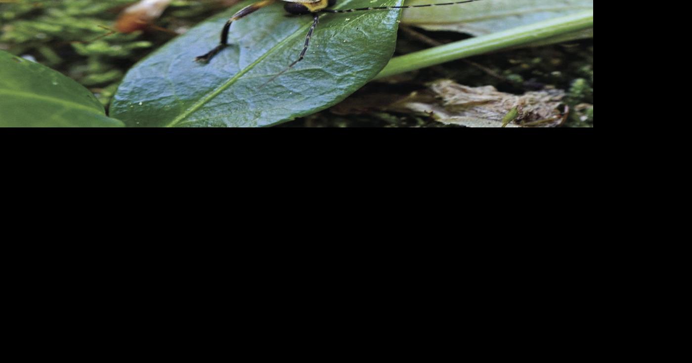 Fireflies: revelations on nature's light show | Arts Entertainment ...