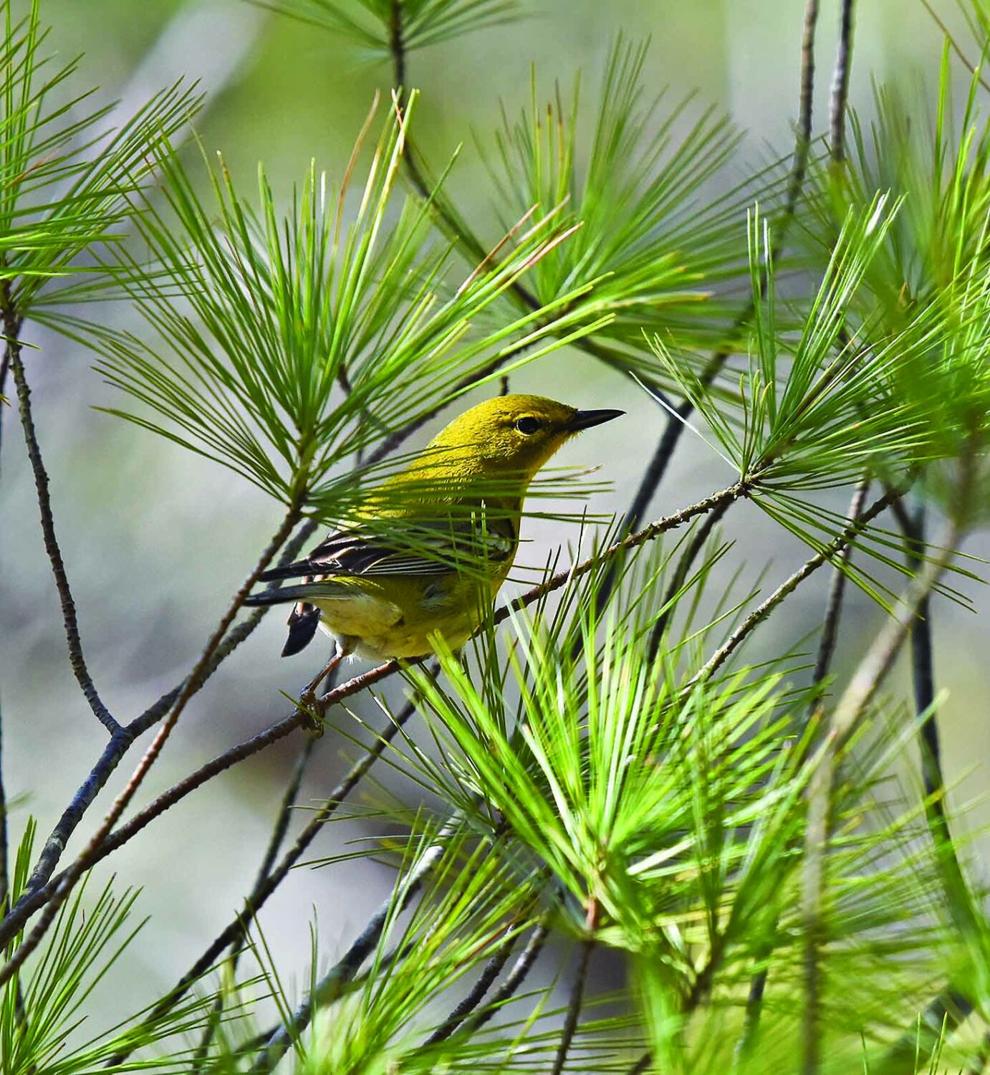 The Naturalist calls forth odonates, butterflies, and warblers | East ...