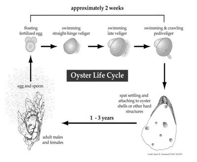 The importance of oysters | Narragansett Times | ricentral.com