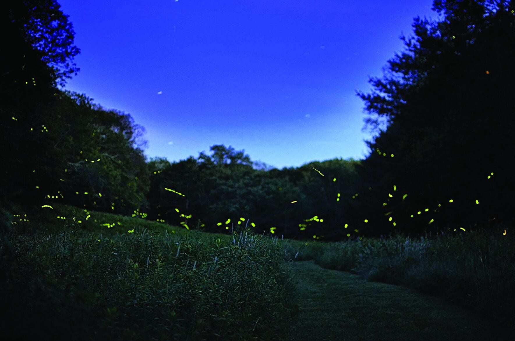 We could learn a lot about energy from a firefly | East Greenwich ...