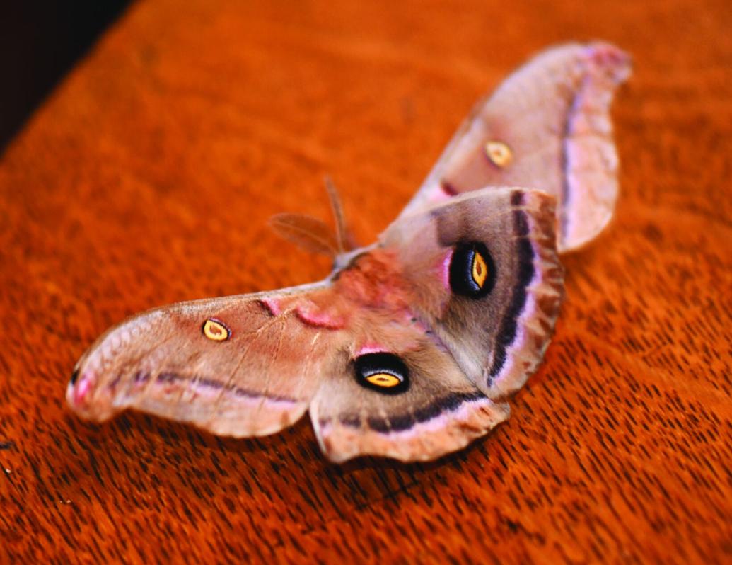 The Naturalist tracks the solstice’s greatest hits | East Greenwich ...