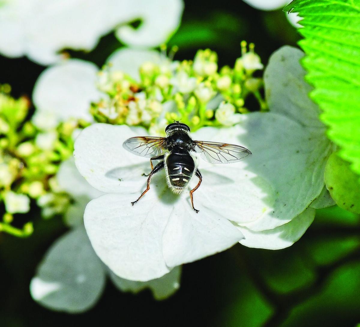For nature’s rewards, good things arrive in predictable packages | East ...