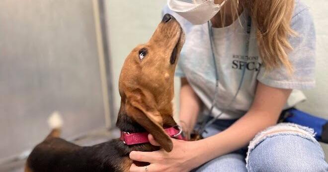 More Envigo beagles available for adoption at Richmond SPCA