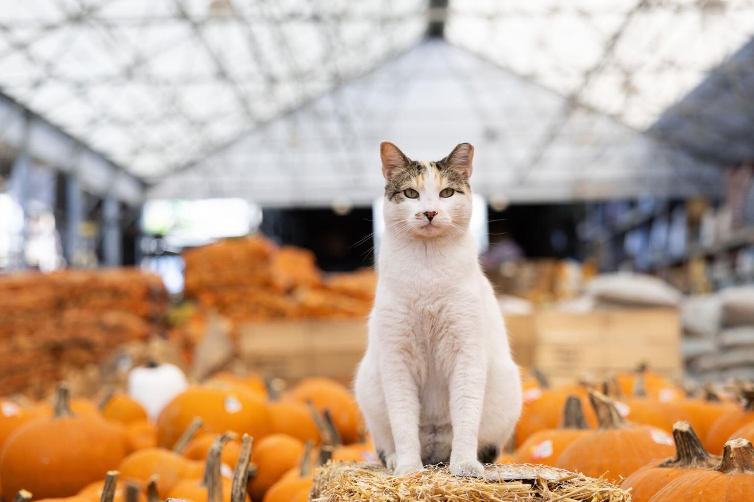 Francine the Lowe's cat is missing