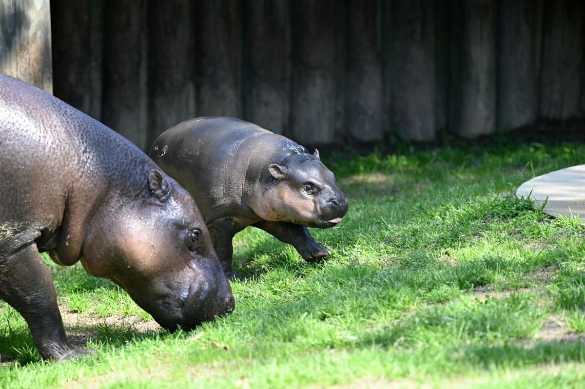 Poppy the pygmy hippo now on view at Metro Richmond Zoo