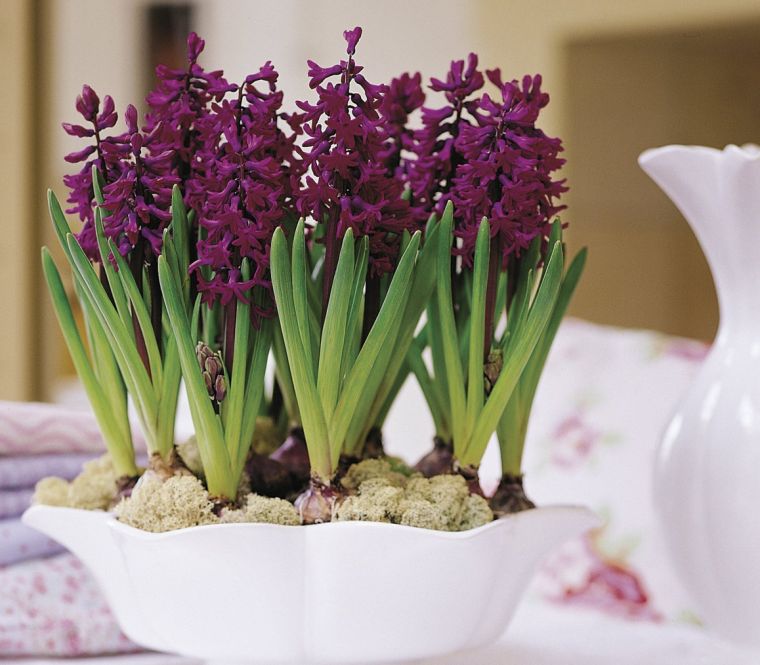 Hyacinths: A gift that grows on you