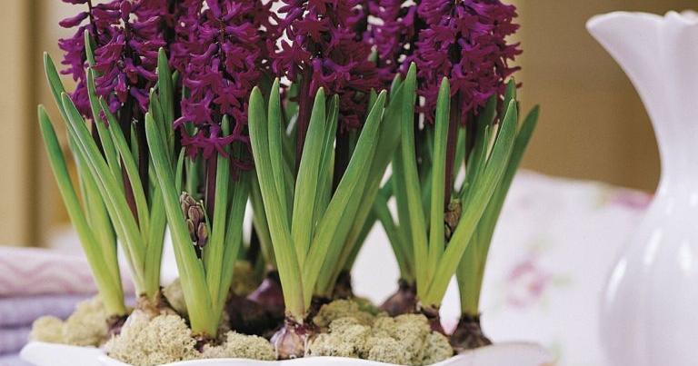 Hyacinths: A gift that grows on you