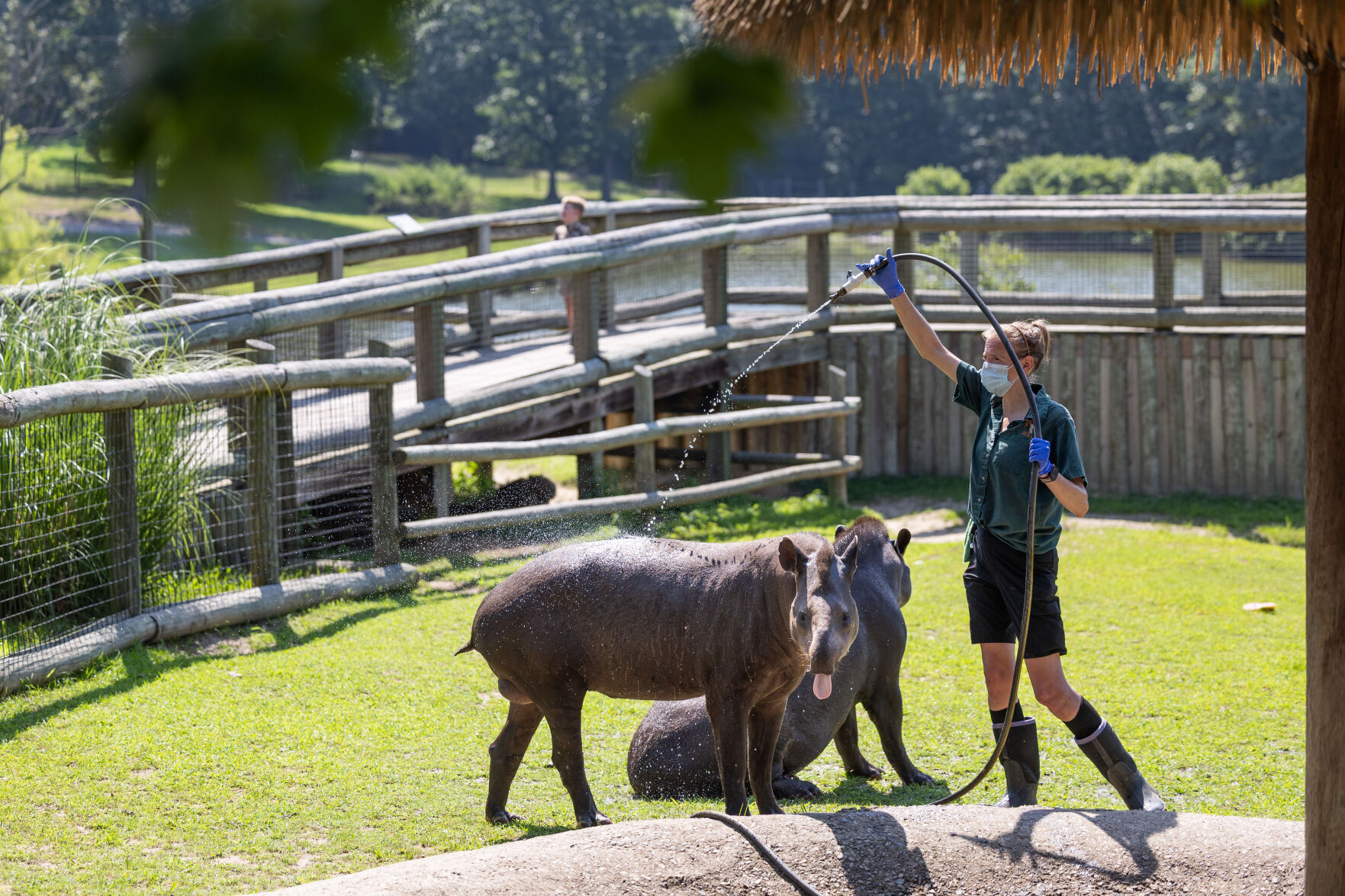 Photos: Animals at Metro Richmond Zoo keeping cool in summer heat