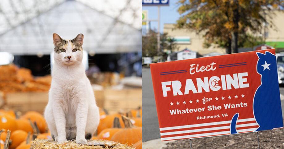 Meet Francine, Richmond's viral Lowe's Cat