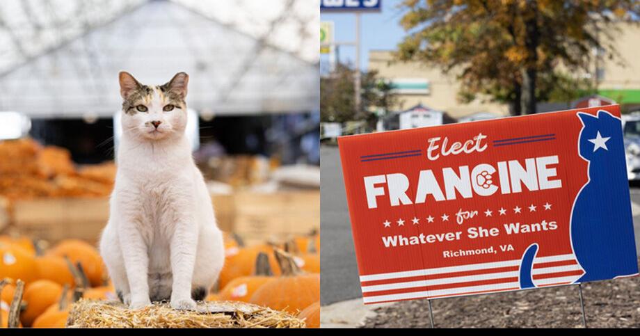 Meet Francine, Richmond's viral Lowe's Cat