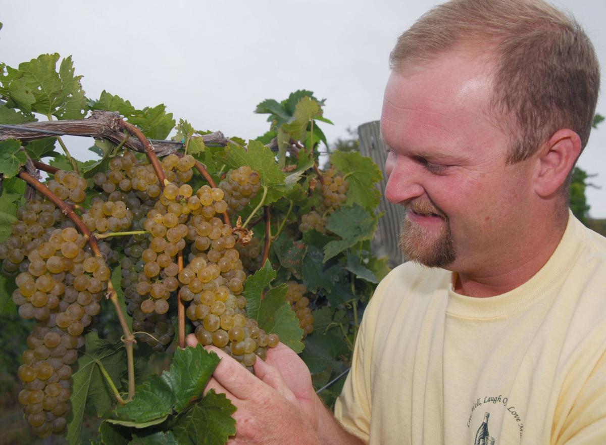 Where Is Vidal Blanc Grown? _ 16 Types Of Hybrid Wine Grapes You Should ...