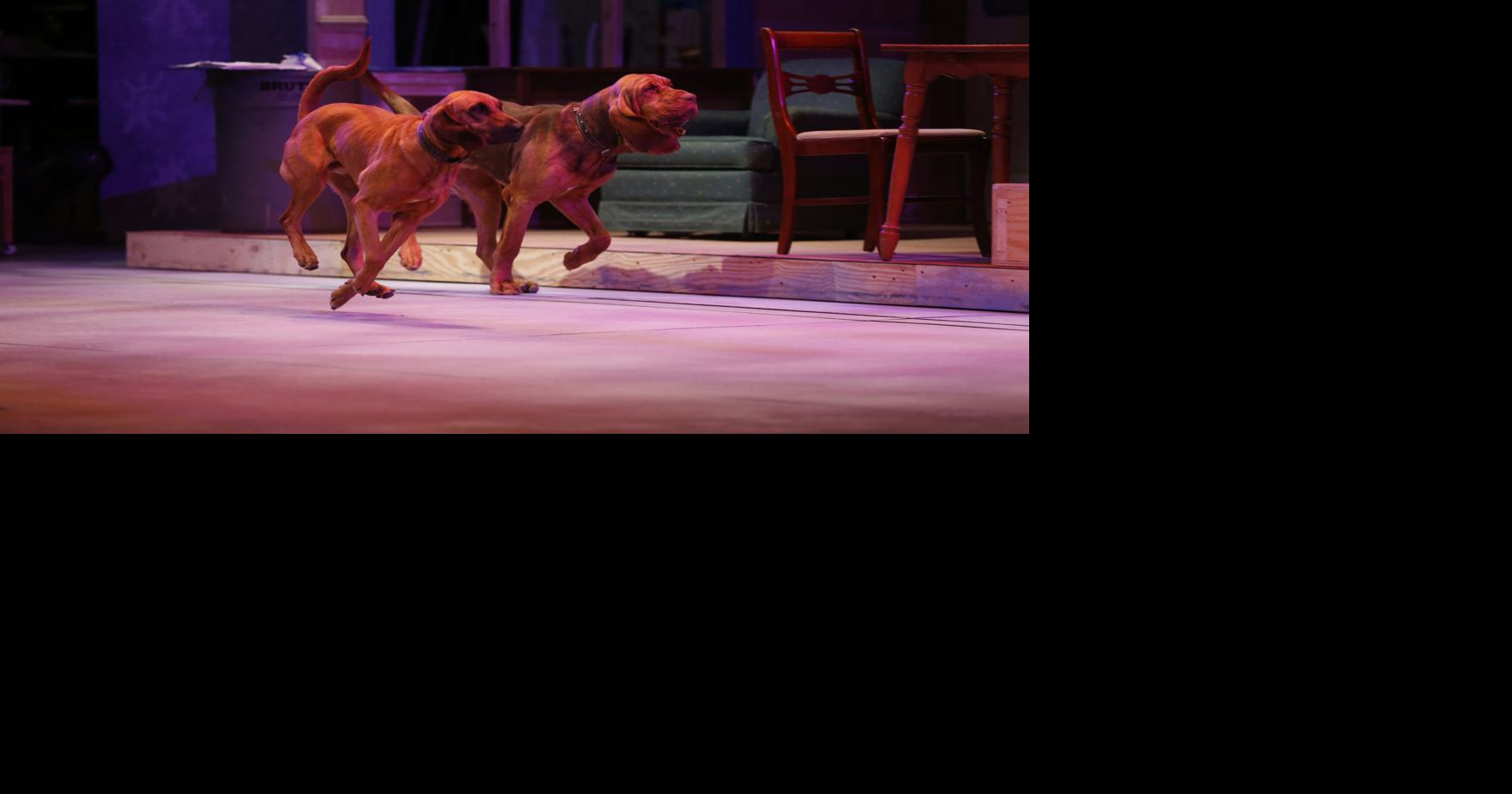 Virginia Rep makes special accommodations for Bumpus hounds in holiday ...