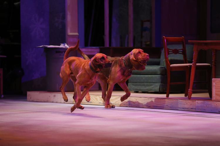 Virginia Rep makes special accommodations for Bumpus hounds in holiday ...