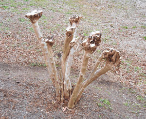 Nunnally: Improper pruning leads to a case of crepe murder