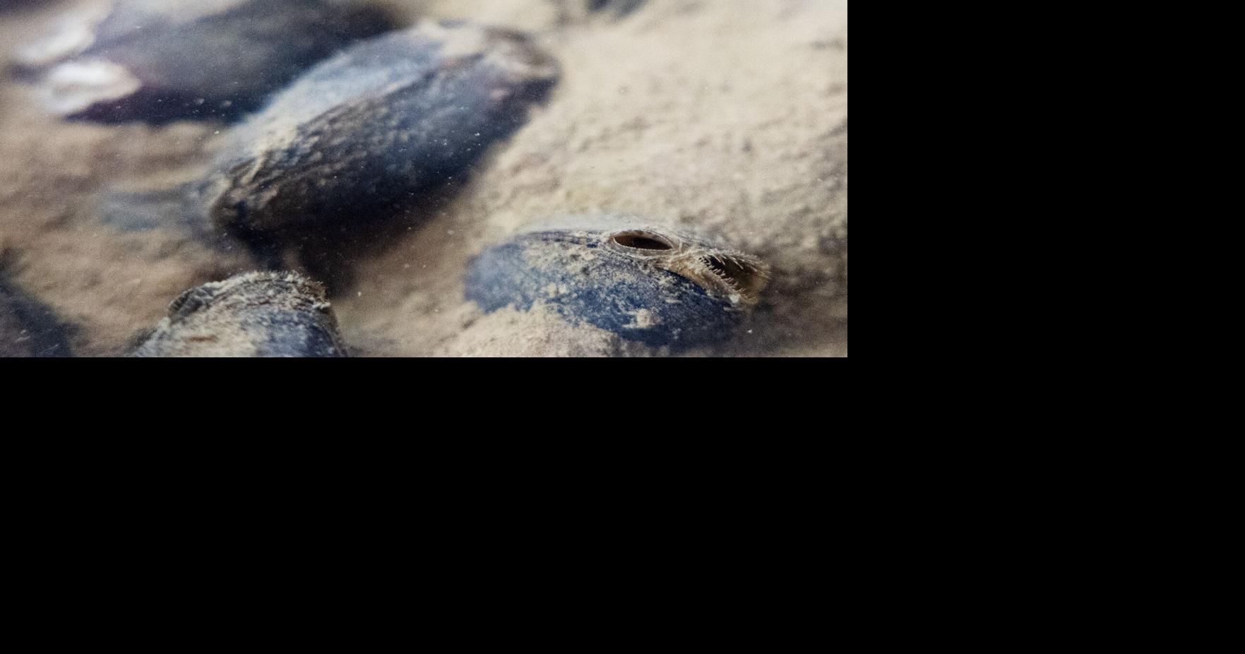 Gallery: Harrison Lake Fish Hatchery mussels