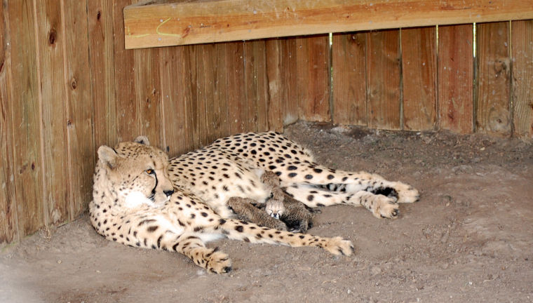 Cheetah cubs can take the cold, their keeper says