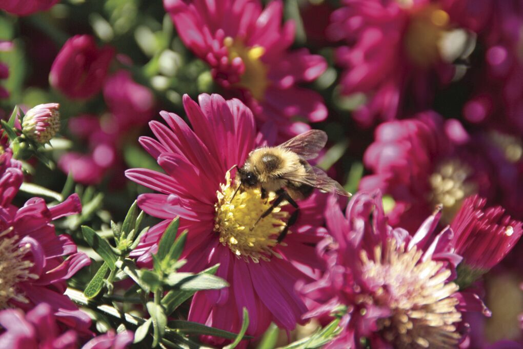 The important role played by bees in lawns and gardens