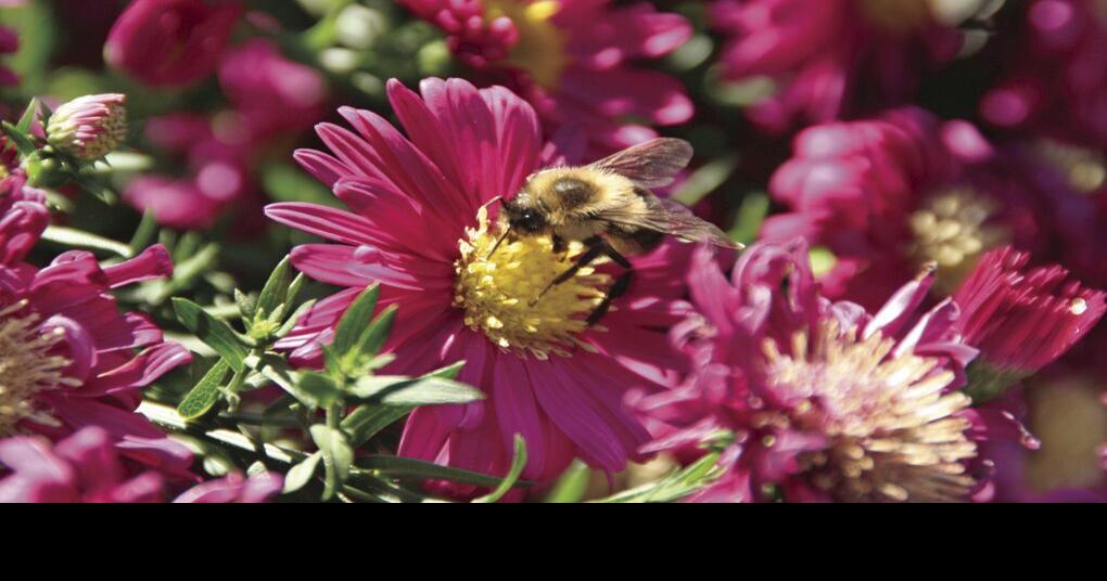 The important role played by bees in lawns and gardens