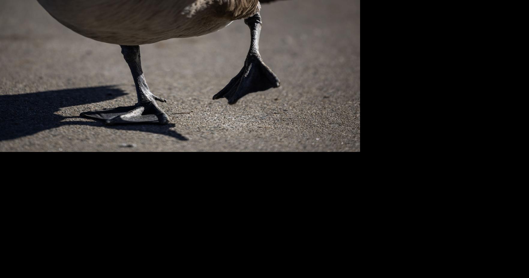 DWR reports 200 bird flu cases in Virginia wild birds