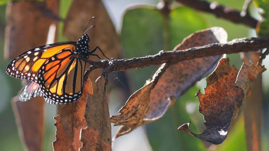 California county sees highest number of monarch butterflies in more ...