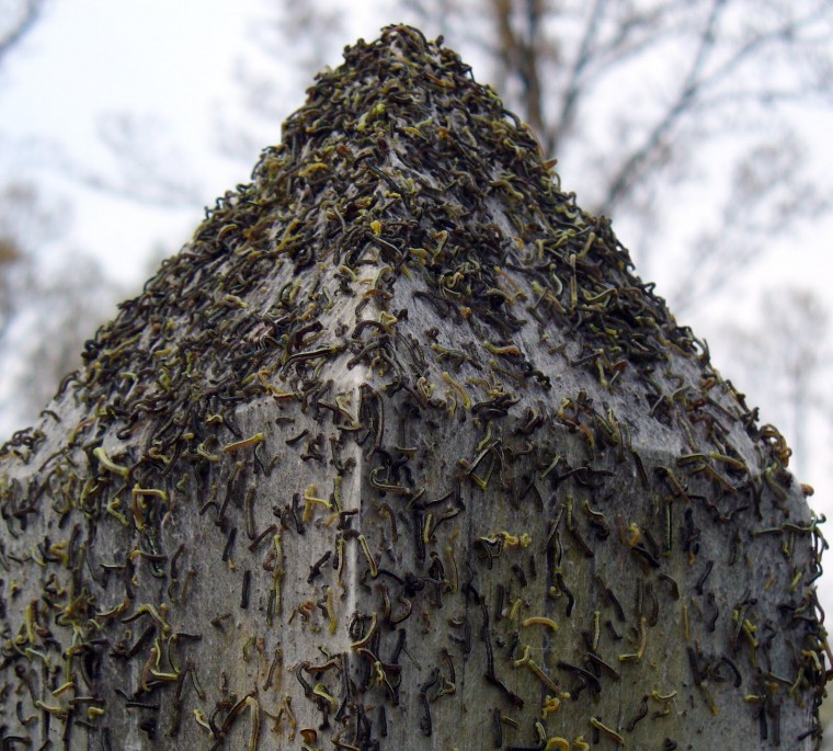 Inchworms infest area but nature will take its course