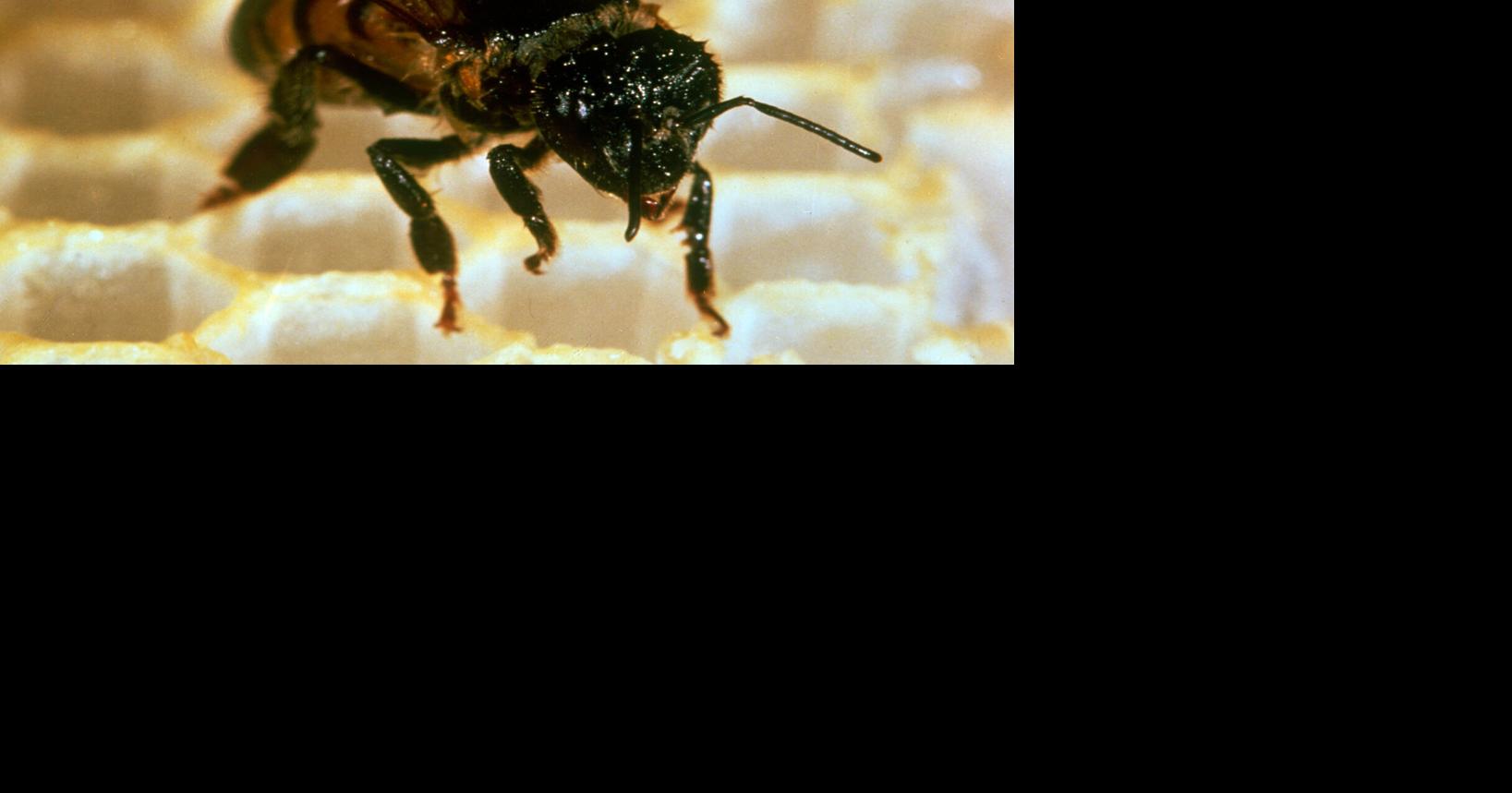 Surge in bee swarms seen in Richmond area