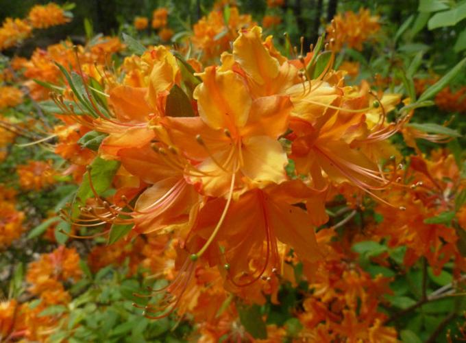 Try native azaleas for lovely color, scent