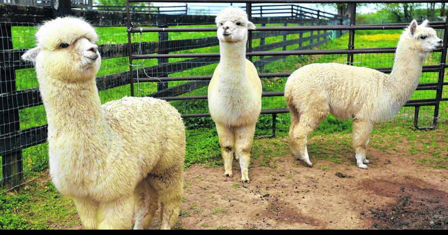 Alpacas' annual trim not all joy for animals at Washington County farm