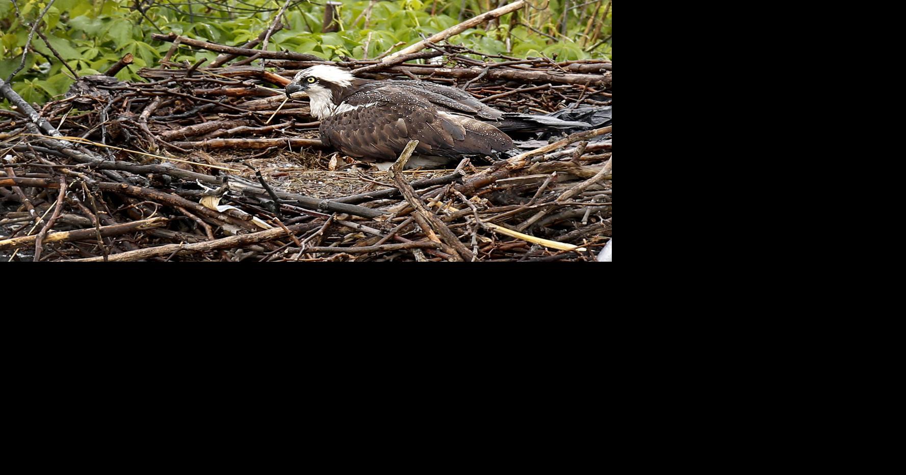 PHOTOS: Osprey chick hatches