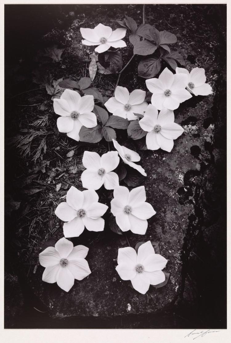New 'Ansel Adams: Compositions in Nature' exhibit at VMFA explores 'the ...