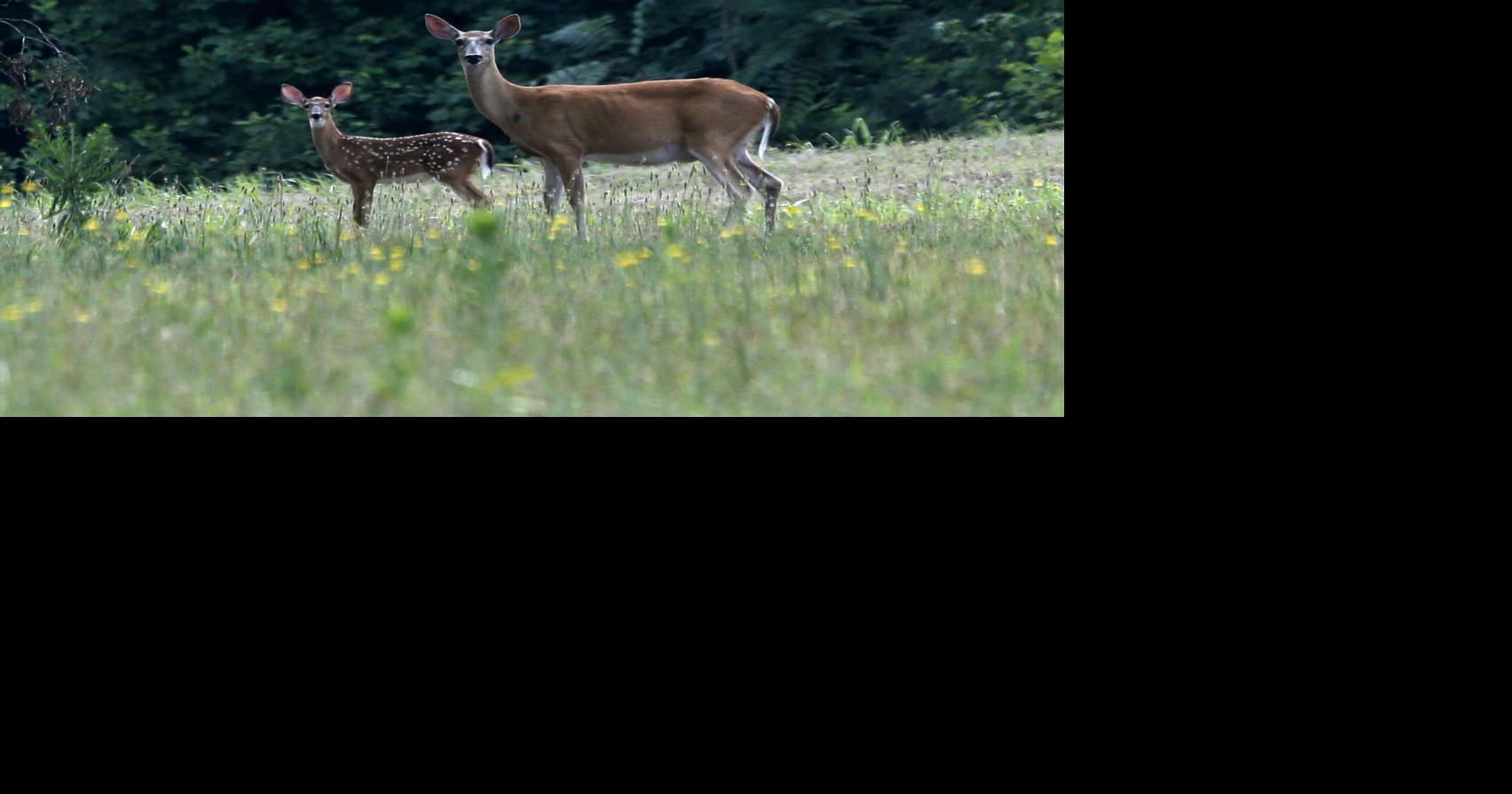 AAA tips to avoid an animal collision