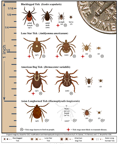 Del. Wachsmann seeks to address increasing prevalence of AGS