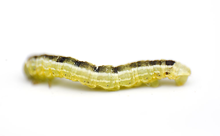 Inchworms in Richmond