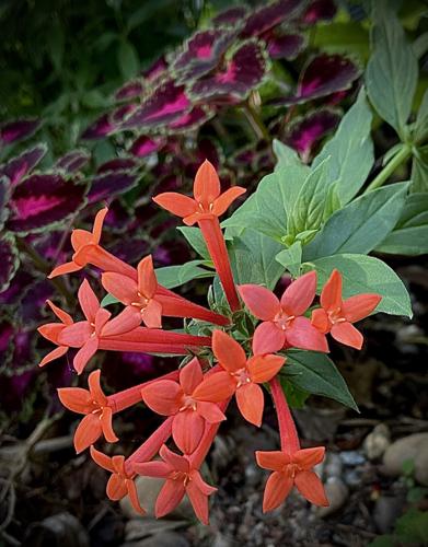 On Gardening: Hot new firecracker for your hummingbird celebrations