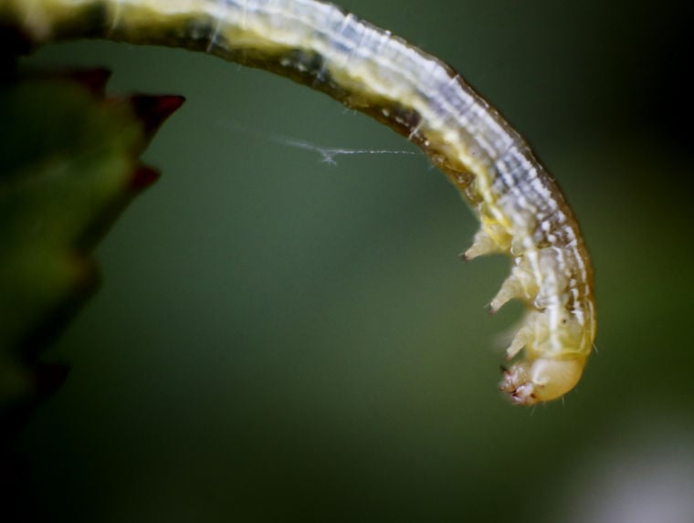 Inchworms in Richmond