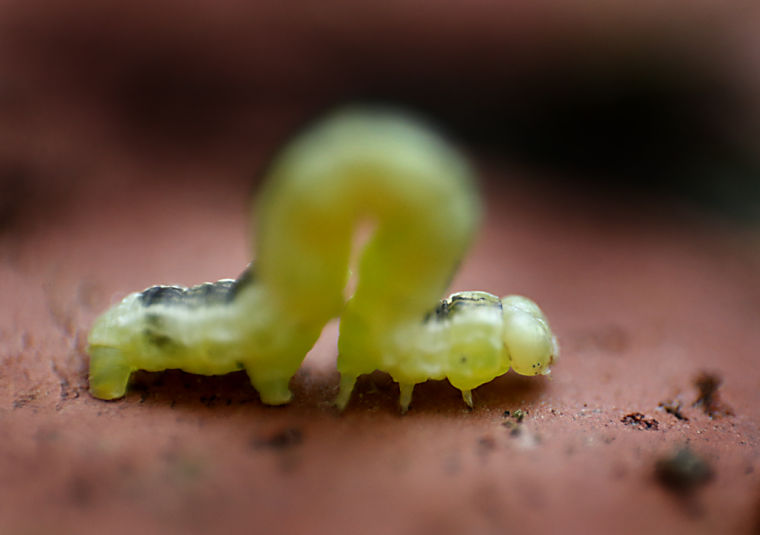 Inchworms in Richmond
