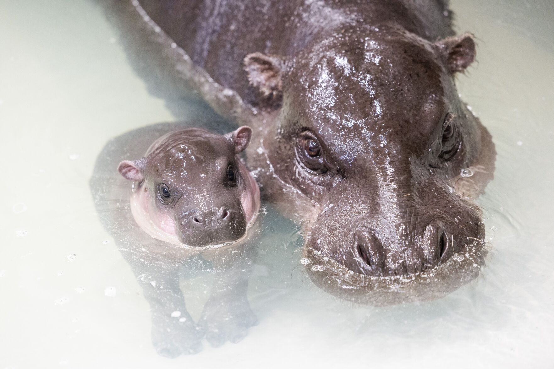 Pygmy hippo live stream at Metro Richmond Zoo